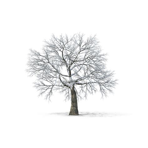 Bare Tree Covered In Snow PNG Images PSDs For Download PixelSquid S10571595B