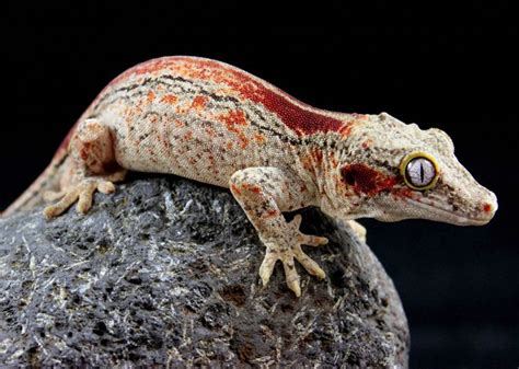 19 Best Images About Gargoyle Geckos On Pinterest Cats Eyes And The Zoo