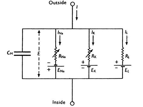 Hodgkin Huxley Model Mathematical Model Biomedical Medicine