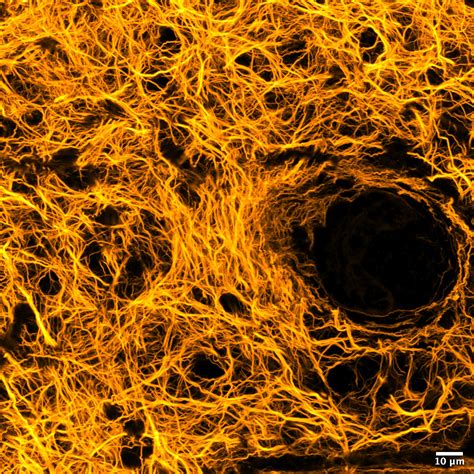 Lane Fast Green Staining Of Collagen 3d Network