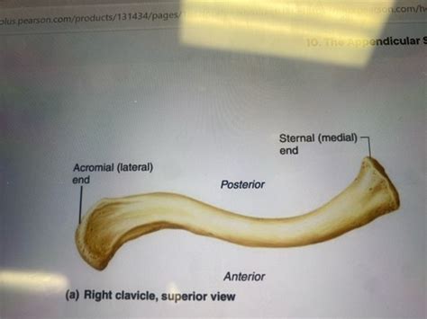 Ch 7 Appendicular Skeleton Lecture Flashcards Quizlet