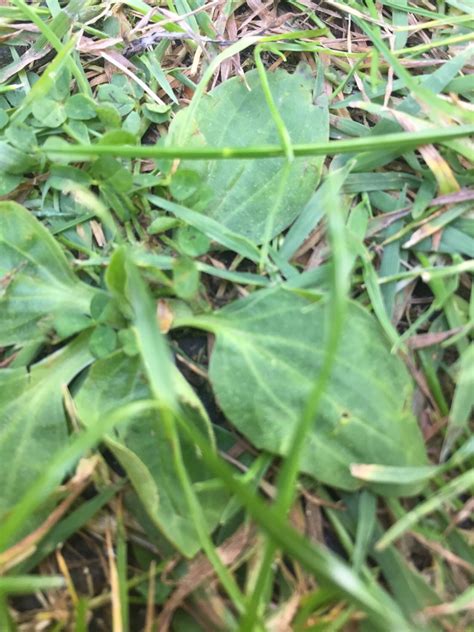 Grass Flashcards Memorang