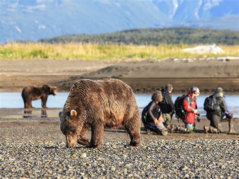 Alaska Bear Adventures Bear Viewing Day Tours Alaska Org