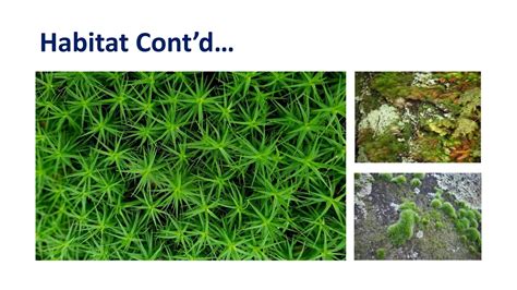 Phylum Bryophyta Mosses PPTX