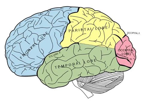 Brain Diagram Lobes Healthiack