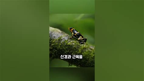 지구상에서 가장 무서운 개구리의 정체 Youtube