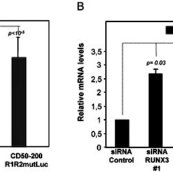Functional Relevance Of RUNX Binding Sites And Influence Of RUNX On ICAM MRNA Expression