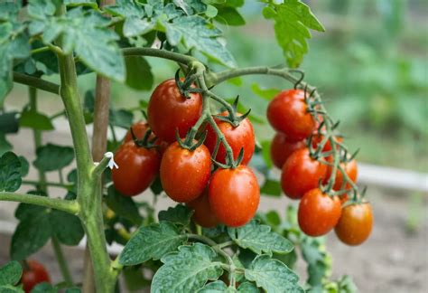 When To Pick Cherry Tomatoes Harvest At The Right Time