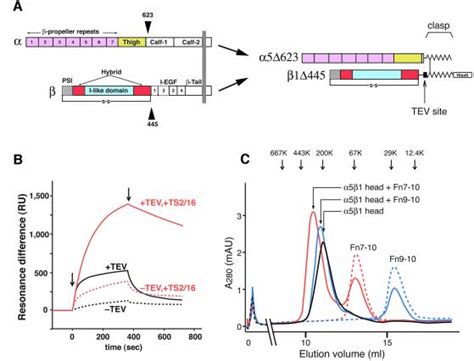 Structure Of Integrin α5β1 In Complex With Fibronectin Pmc