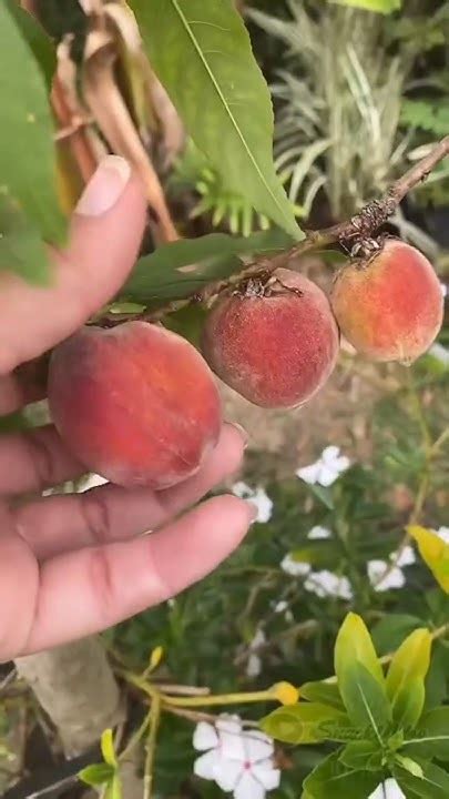 Tanaman Buah Persik Enak Juga Youtube