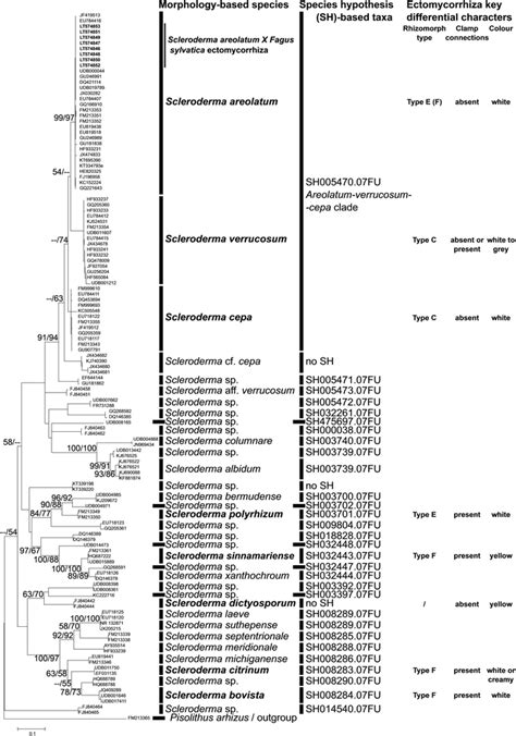 the maximum parsimony mp and maximum likelihood ml phylogenetic