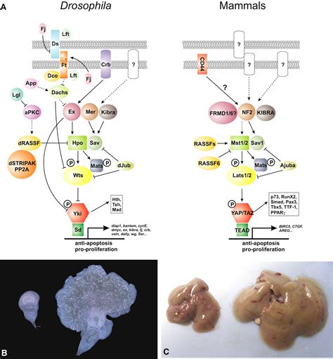 Hippo Signaling Pathway Development And Cancer At Bruce Macias Blog