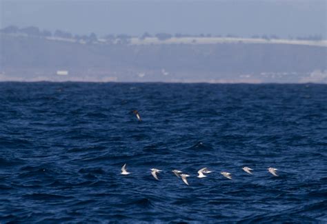 Bill Hubick Photography Common Tern Sterna Hirundo