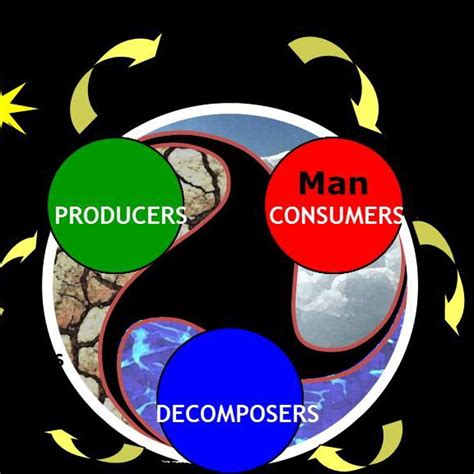 The Ecosystem Approach Key Components And Interactions Download