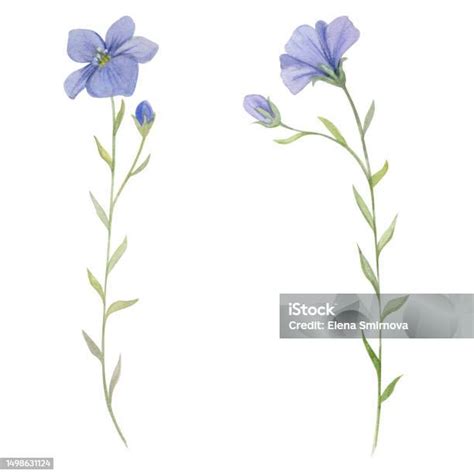 손으로 그린 수채화 파란색과 녹색 아마 린넨 꽃 잎 새싹 씨앗 천연 식물 하얀 배경에 격리된 식물 그림 상점 로고 인쇄 웹 사이트 카드 소책자 0명에 대한 스톡 벡터 아트