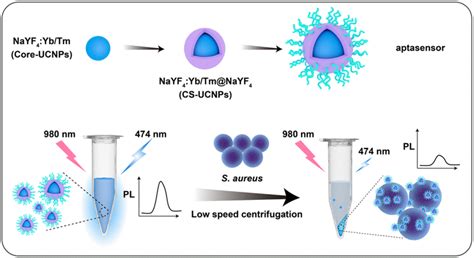 Schematic Illustration Of The Cs Ucnps Based Aptasensor And The