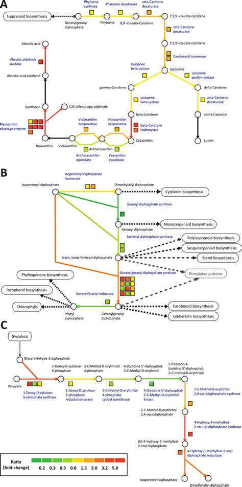 Metabolic Pathway Maps For Carotenoid And ABA Biosynthesis Pathway A