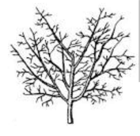 Будова стебла Тест з біології «На Урок