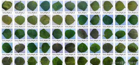 土豆叶病害识别（图像连续识别和视频识别）土豆叶病害识别（图像连续识别和视频识别）csdn蔬菜识别视频素材免费 Csdn博客