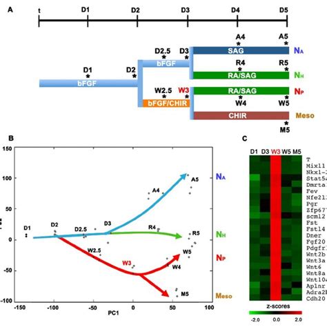 Transient Wnt And Fgf Signalling Induce Dual Fated Neuromesodermal Download Scientific Diagram