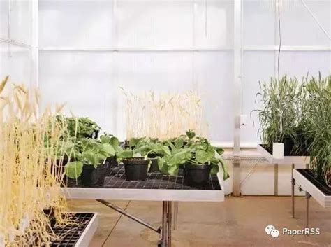 转基因作物新恐慌一些公司的基因编辑手段正在避开政府管制