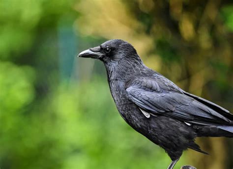 Crow Noises May Be Answer to Tokyo s Crow Problem ขาวประจำวน Engoo