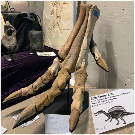 More About The Spinosaurus Tail Controversy Fandom