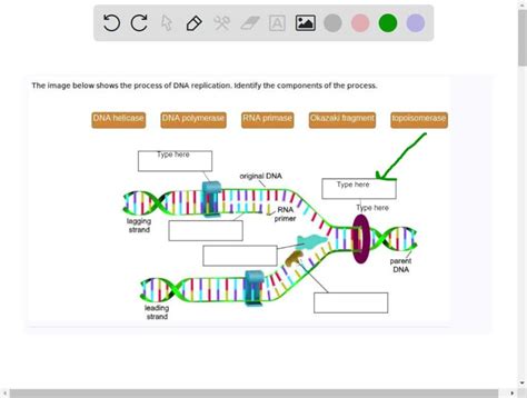 Solved Plz Need Help Asap The Image Below Shows The Process Of Dna Replication Identify