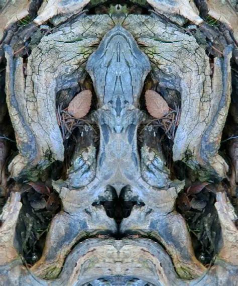 Tree 2114a 1 Nature S Hidden Faces