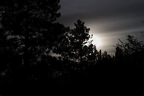 무료 이미지 나무 자연 잔디 분기 실루엣 구름 검정색과 흰색 하늘 아침 잎 꽃 새벽 황혼 저녁 어둠 검은 단색화 농촌 지역 흑백 사진