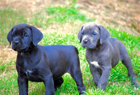 Cane Corso Dog Puppy