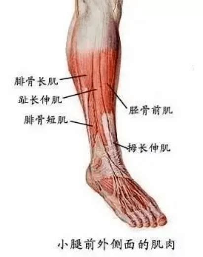 跑者都该了解的肌肉——胫骨前肌小腿地面肌腱