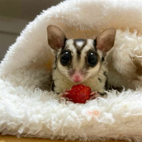 Sugar Glider Dried Strawberry Sugar Glider Snack Hamster Strawberry