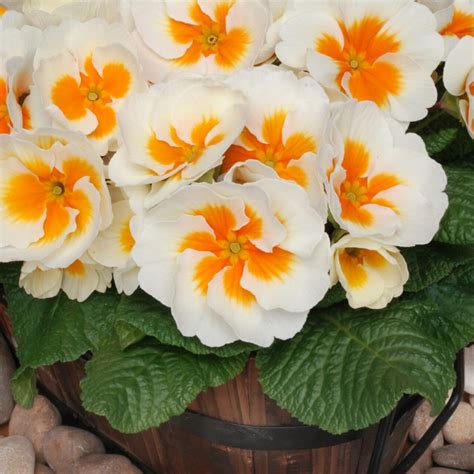 Primula Alaska Buttercream Golden Valley Plants