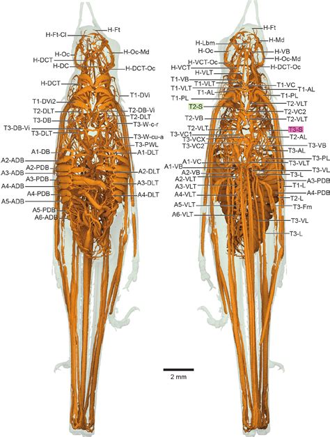 Comparative Anatomy Of The Insect Tracheal System Part 1 Introduction Apterygotes Paleoptera