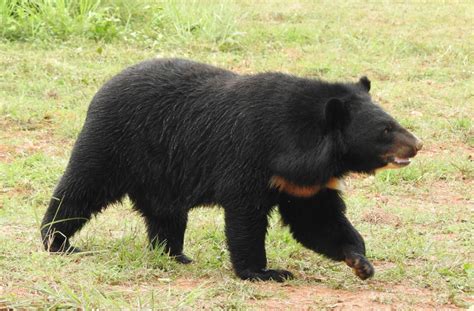 Ursus (Genus) | Encyclopedia MDPI