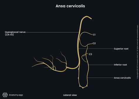 Anatomy Of Hypoglossal Nerve