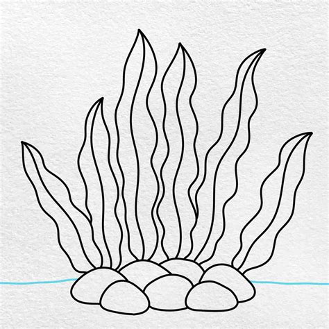 Algae Plant Drawing Easy