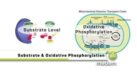 What Is Cellular Respiration