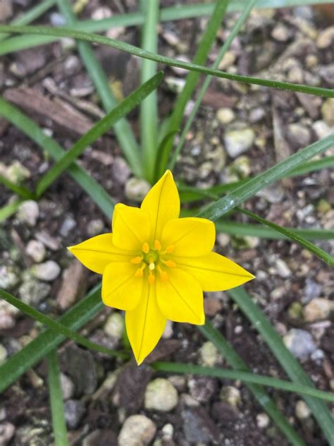Savagegardenz Nothoscordum Dialystemon Syn Ipheion