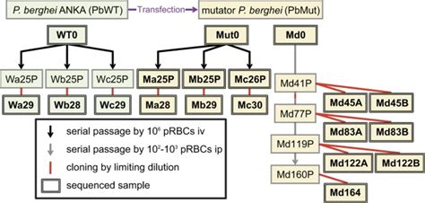 Mutation Tendency Of Mutator Plasmodium Berghei With Proofreading