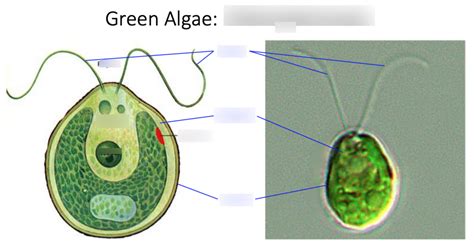 Red And Green Algae Diagram Quizlet