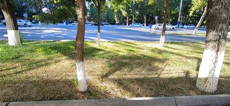 Tree Object Detection Model By