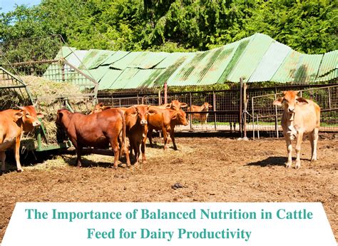 Balanced Cattle Feed For Dairy Productivity Skylark Group