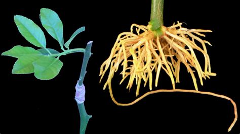 Grafting Lemon Trees Successfully Grafting Fruit Trees With The T Bud