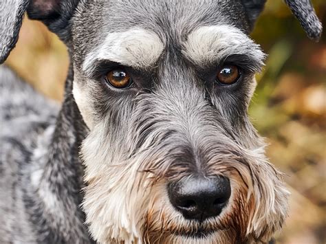 Schnauzer Standard Le Gardien Allemand Polyvalent Et Loyal