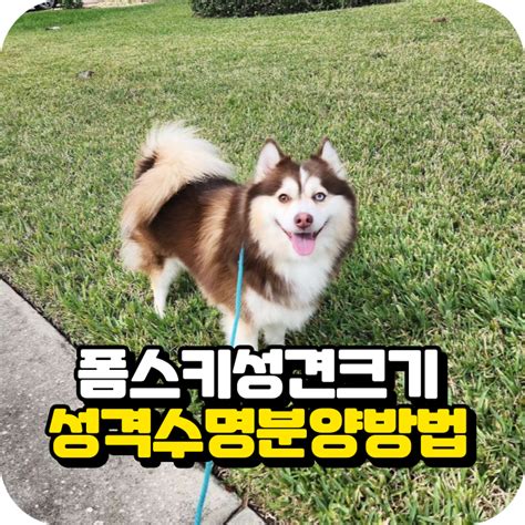 네이버 인플루언서