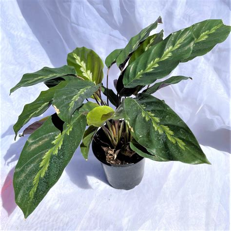 4 Calathea Maui Queen Flowers Talk Tivoli