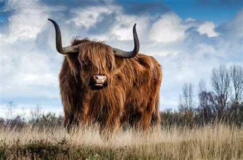 Meaningful Bull Symbols On Whats Your Sign Com