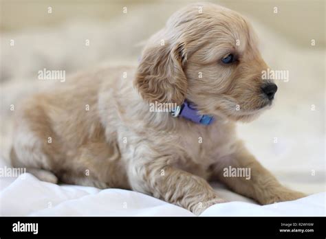 Cockapoo Noir Et Blanc Cockapoo Mignon Banque De Photographies Et Dimages à Haute Résolution